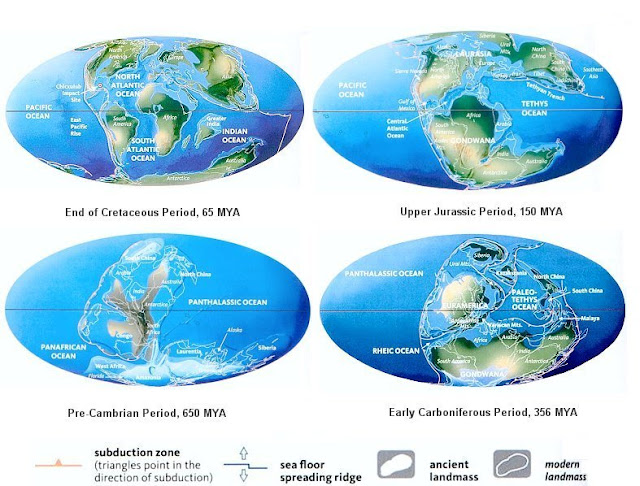 Evolutionary Vertebrate Zoology: No intelligent design, only evolution ...