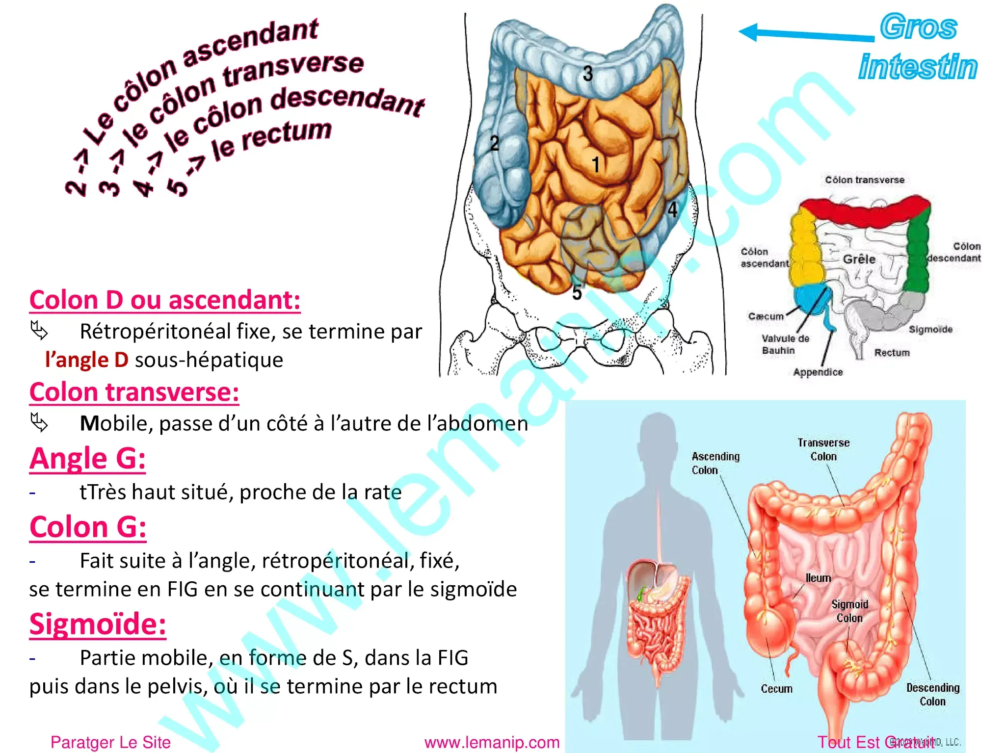 Anatomie De L’appareil Digestif