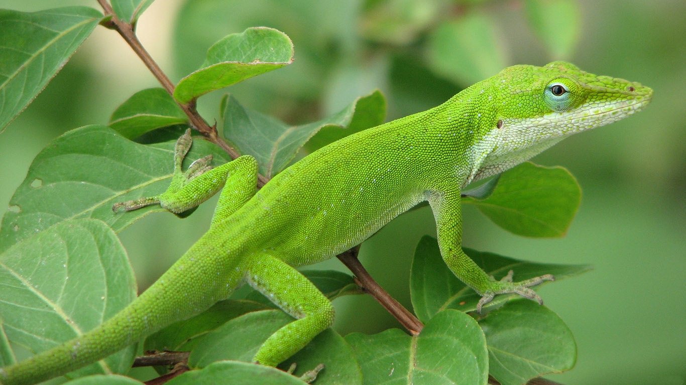 Lizard HD Wallpapers