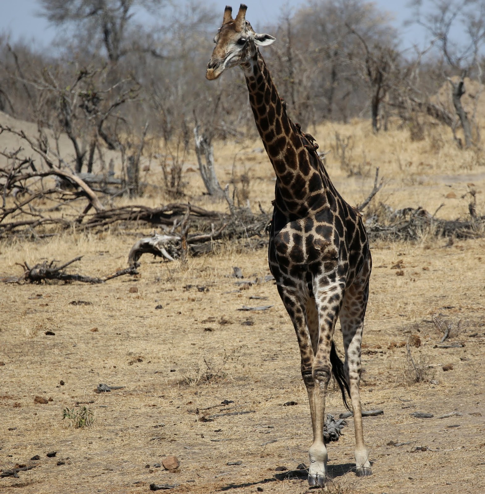 Worldbirder: Clare & Rowan's Africa trip!