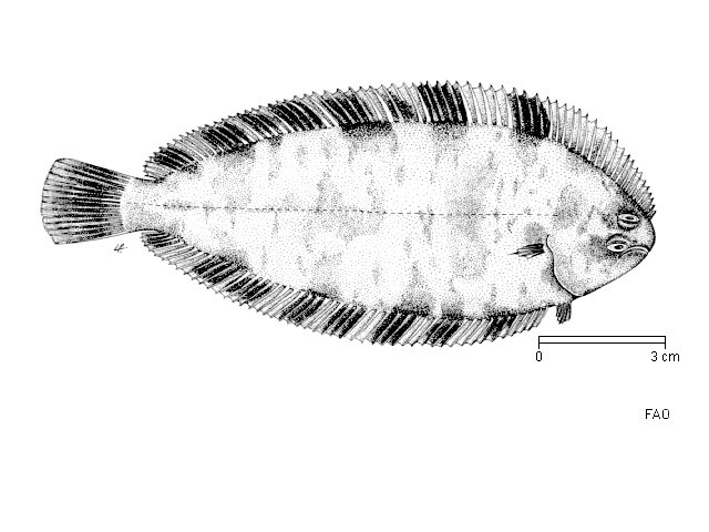 Artes de Pesca: PLEURONECTIFORMES