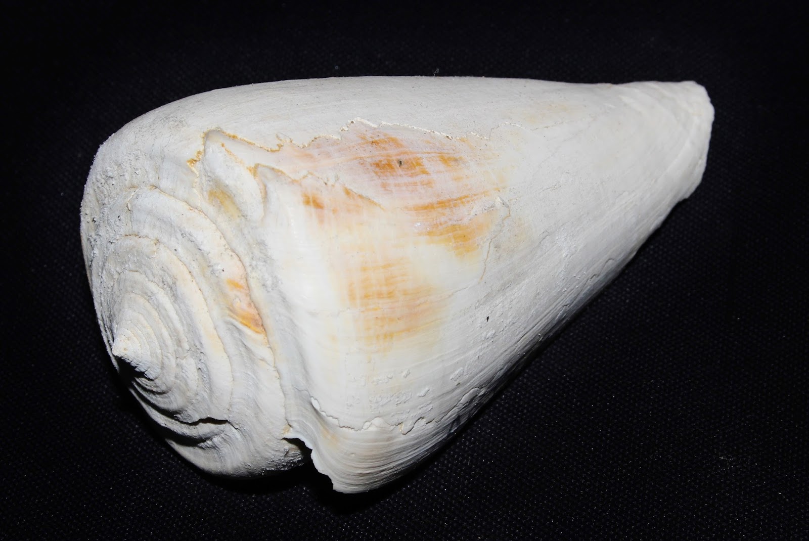 Biodiversity of Cyprus by NGO Protection of the Natural Heritage and ...