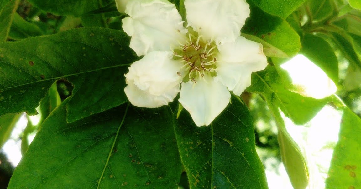 Kitchen Garden : Medlar Blossom