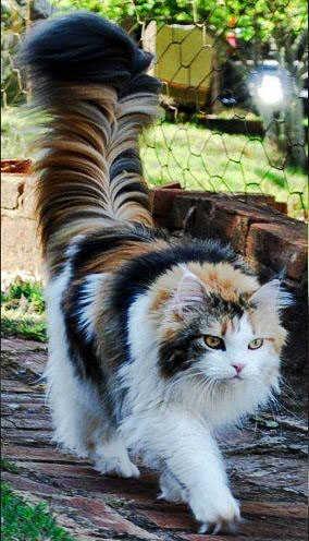 Your Maine Coon Guide