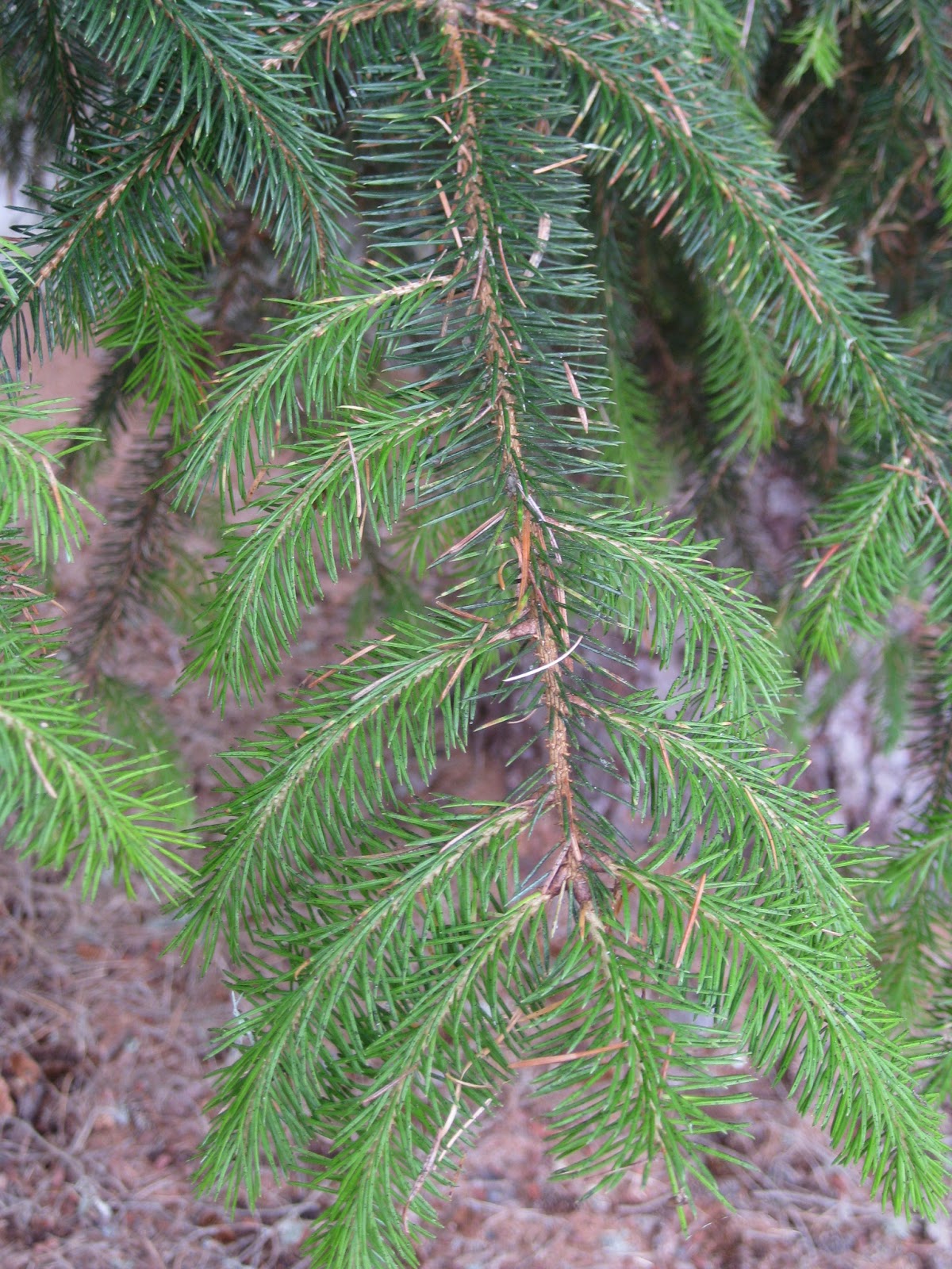 Trees of Santa Cruz County: Picea sitchensis - Sitka Spruce