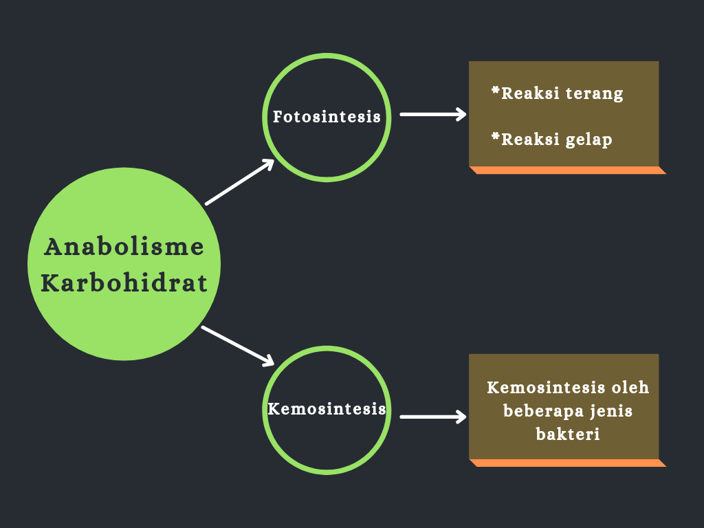 ANABOLISME KARBOHIDRAT
