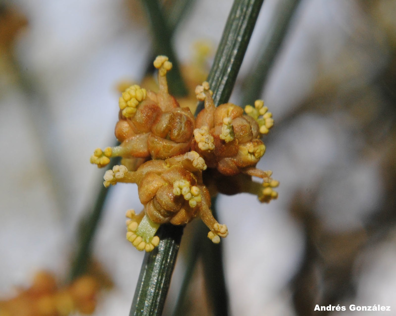 FOTOS DE FLORA NATIVA Y ADVENTICIAS DE URUGUAY : Ephedra tweediana ...