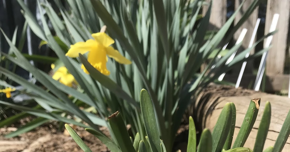 April Plans and Projects