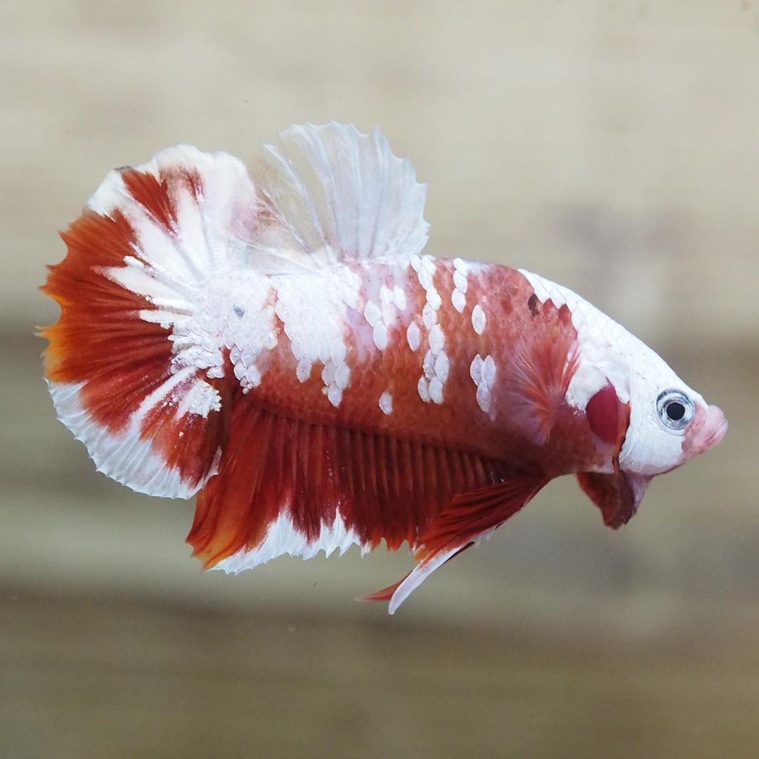 The Best Live Male Halfmoon Plakat Tail (HMPK) White Mask With Red Base ...
