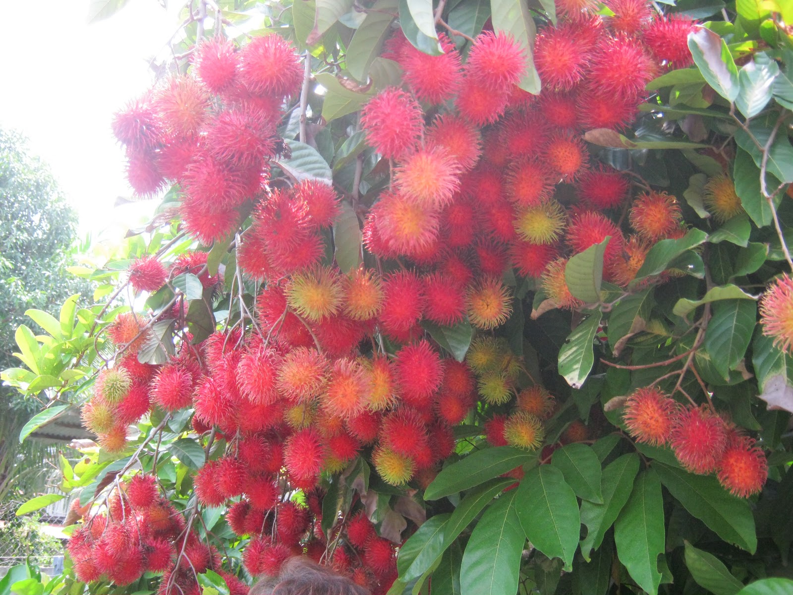Loving life :): One of my Dad's rambutan trees. :)))