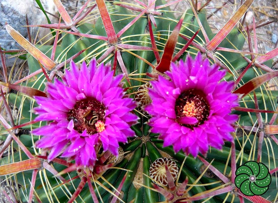 BioCactus: ¿Por qué las cactáceas tienen gran éxito en los ambientes ...