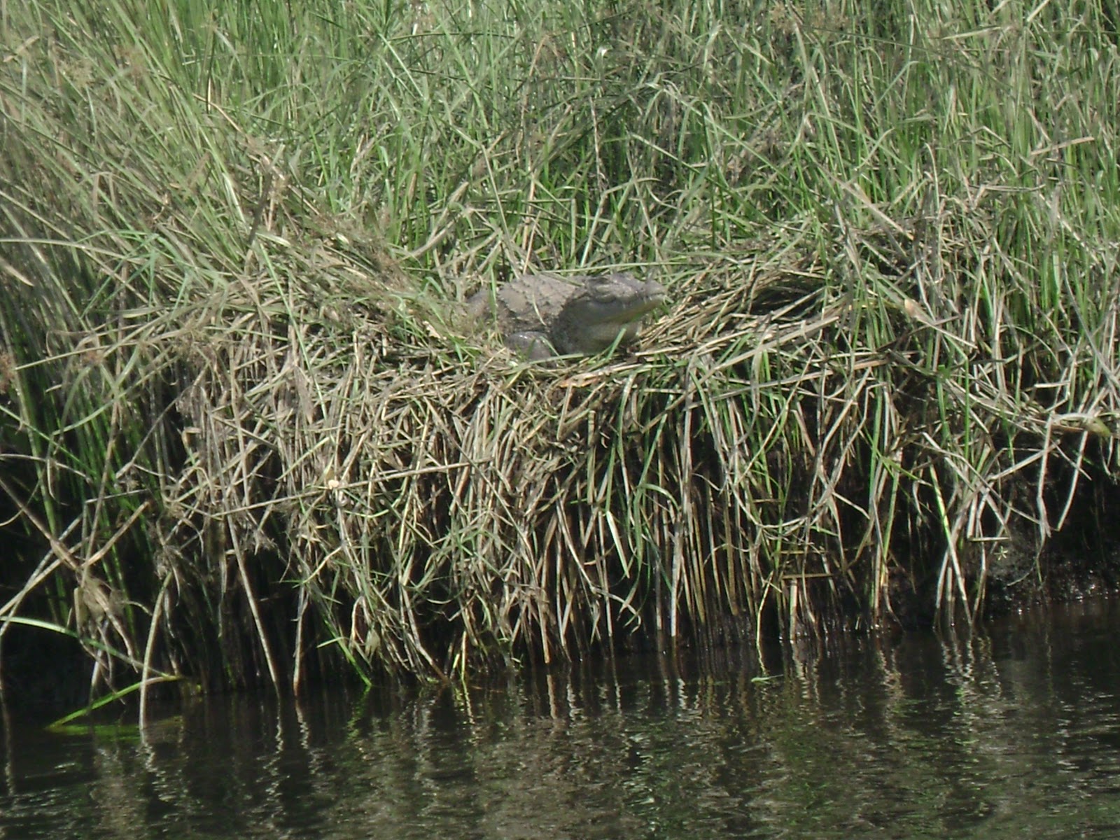 AVI'S TRAVELS: Crocodile Safari and Guhagar Beach with Pagal Mates!!