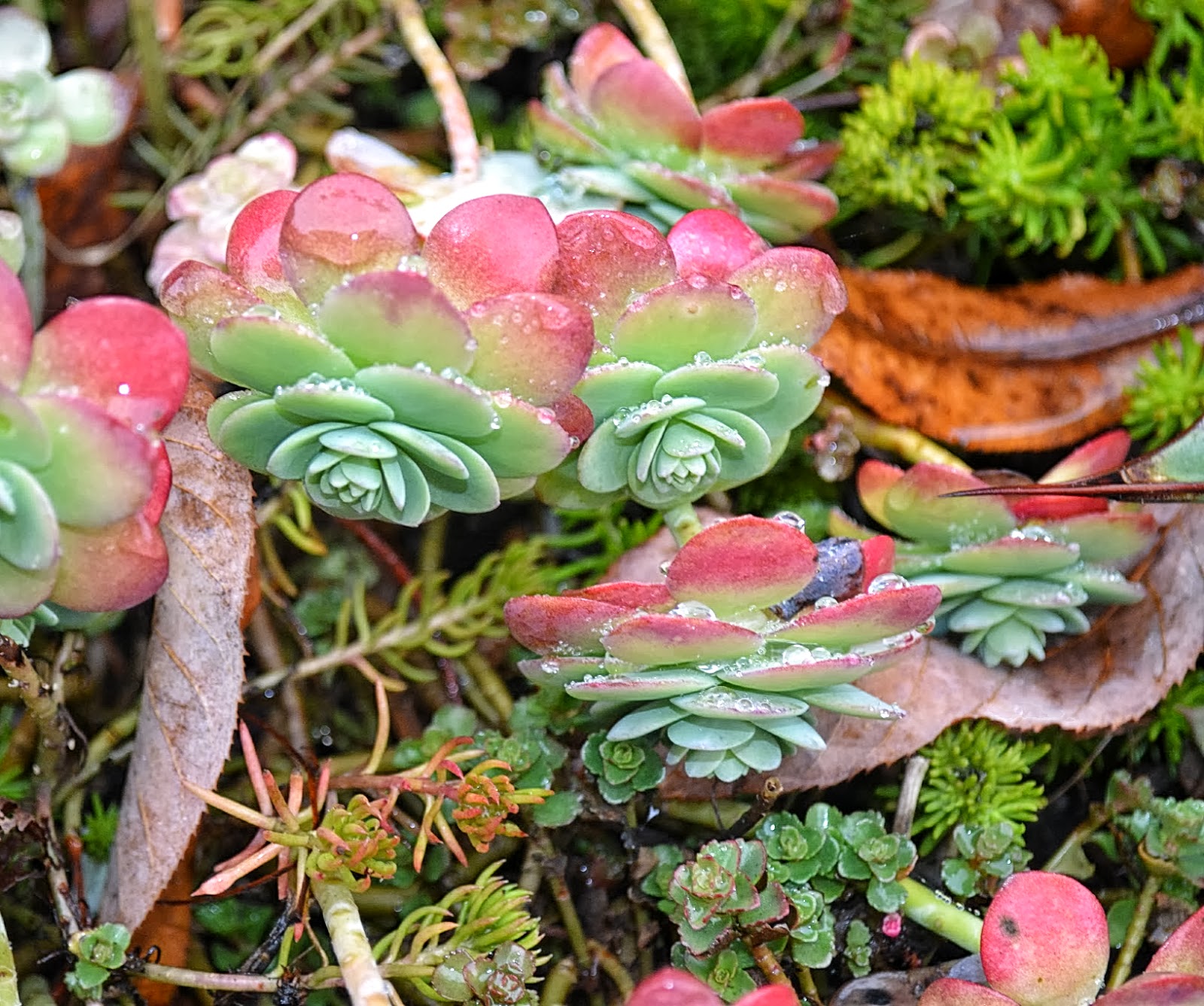 The Outlaw Gardener: Sedum palmeri - My Favorite Plant this week.