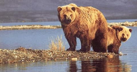 Imagenes osos: Imagenes de osos: mama osa con su osezno [28-11-17]