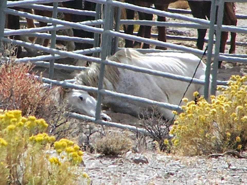 Wild City Mustang Zone: What Happens At The BLM Roundups?
