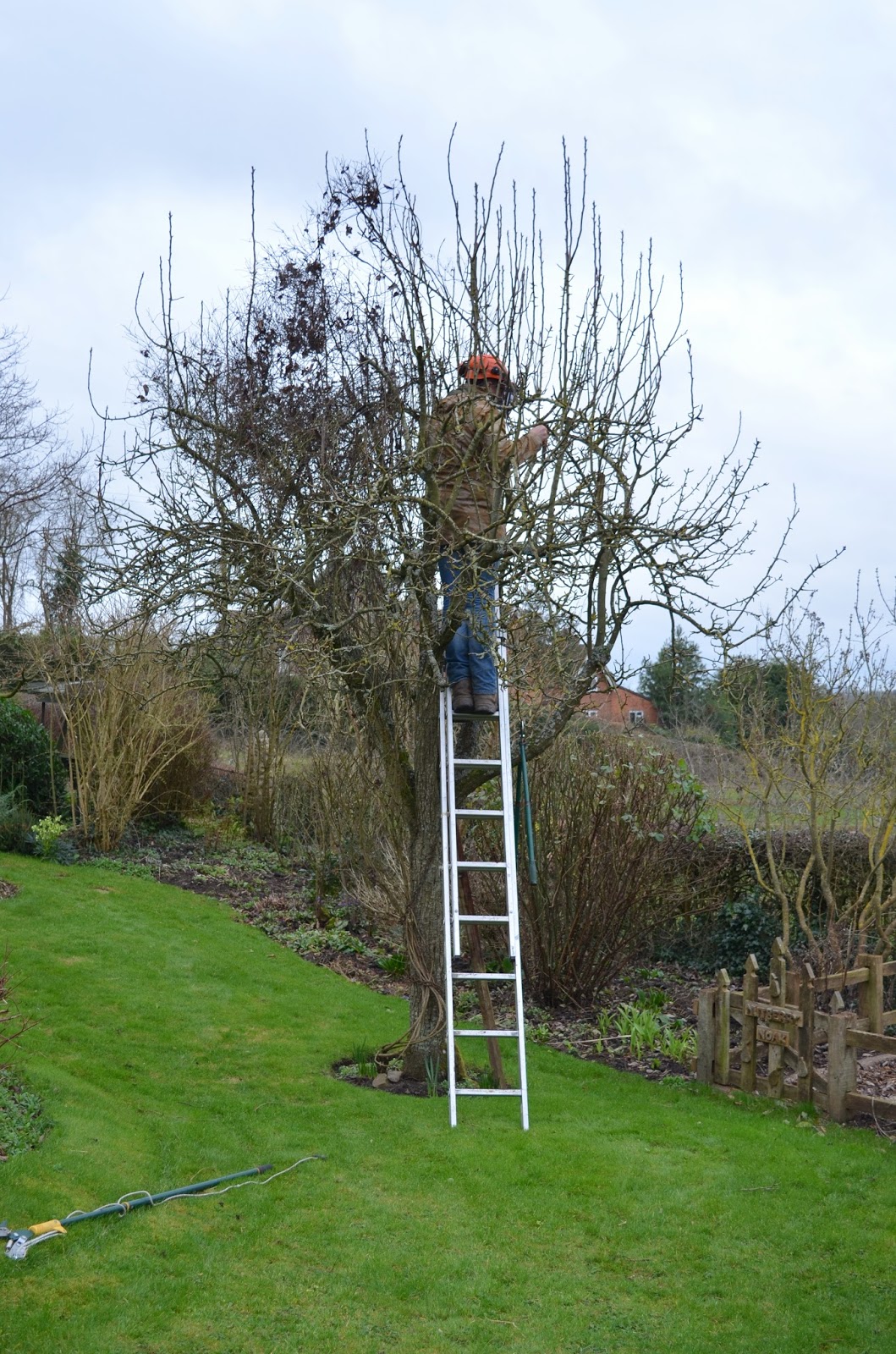 Pear Tree Cottage Garden: Pear Pruning