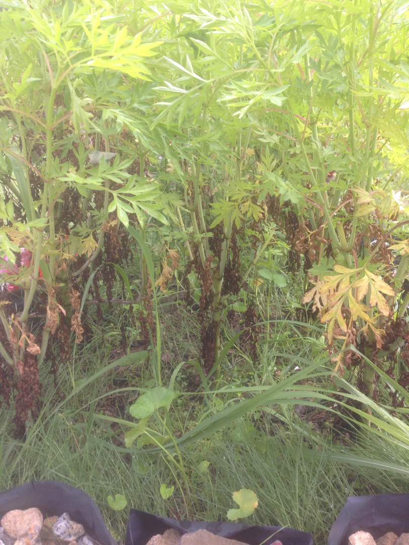 Jom Tanam Sayur ( JTS ) : Meriahnya Ulam RajaJom Tanam Sayur (JTS ...