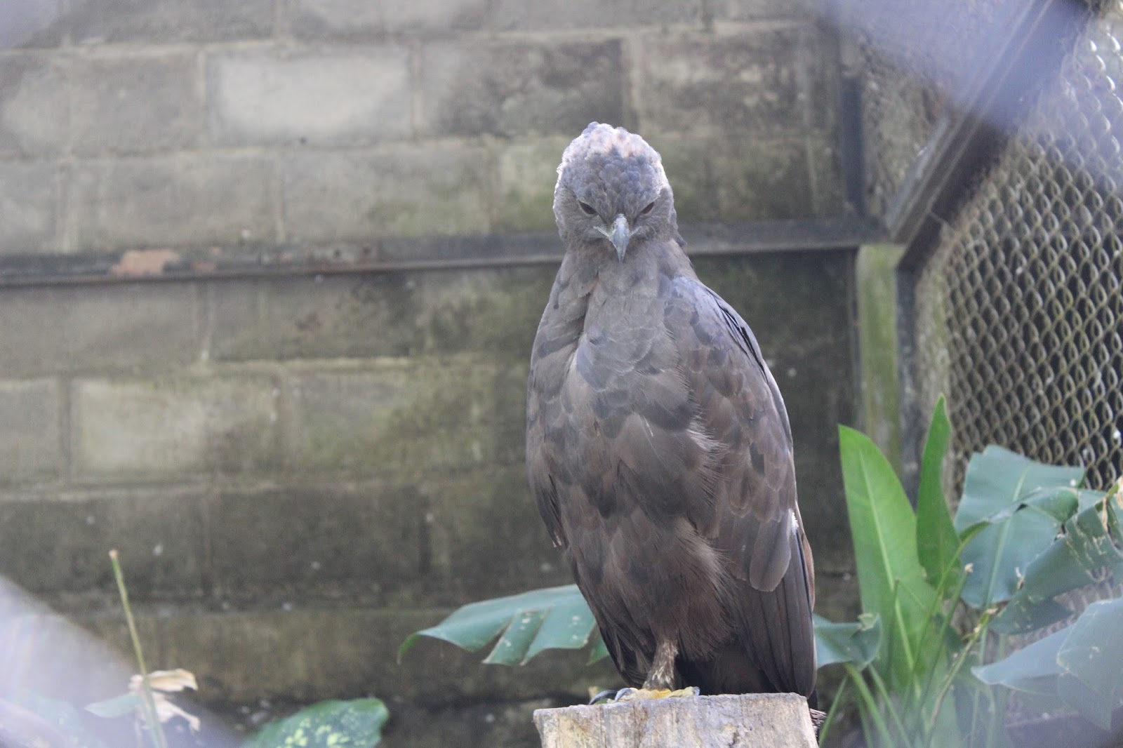 Elang Brontok (Pizaetus Cirrhatus) - FLORA FAUNA DI DUNIA