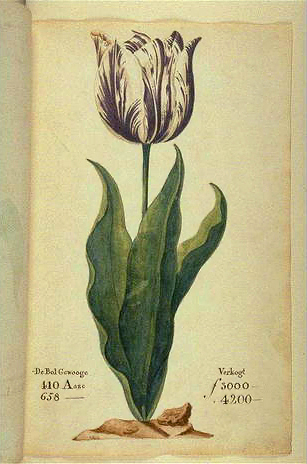 Maddie's Ancestor Search: Tulipmania!
