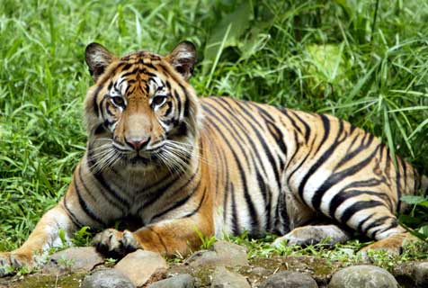 Gambar Foto Hewan: kumpulan foto harimau sumatra