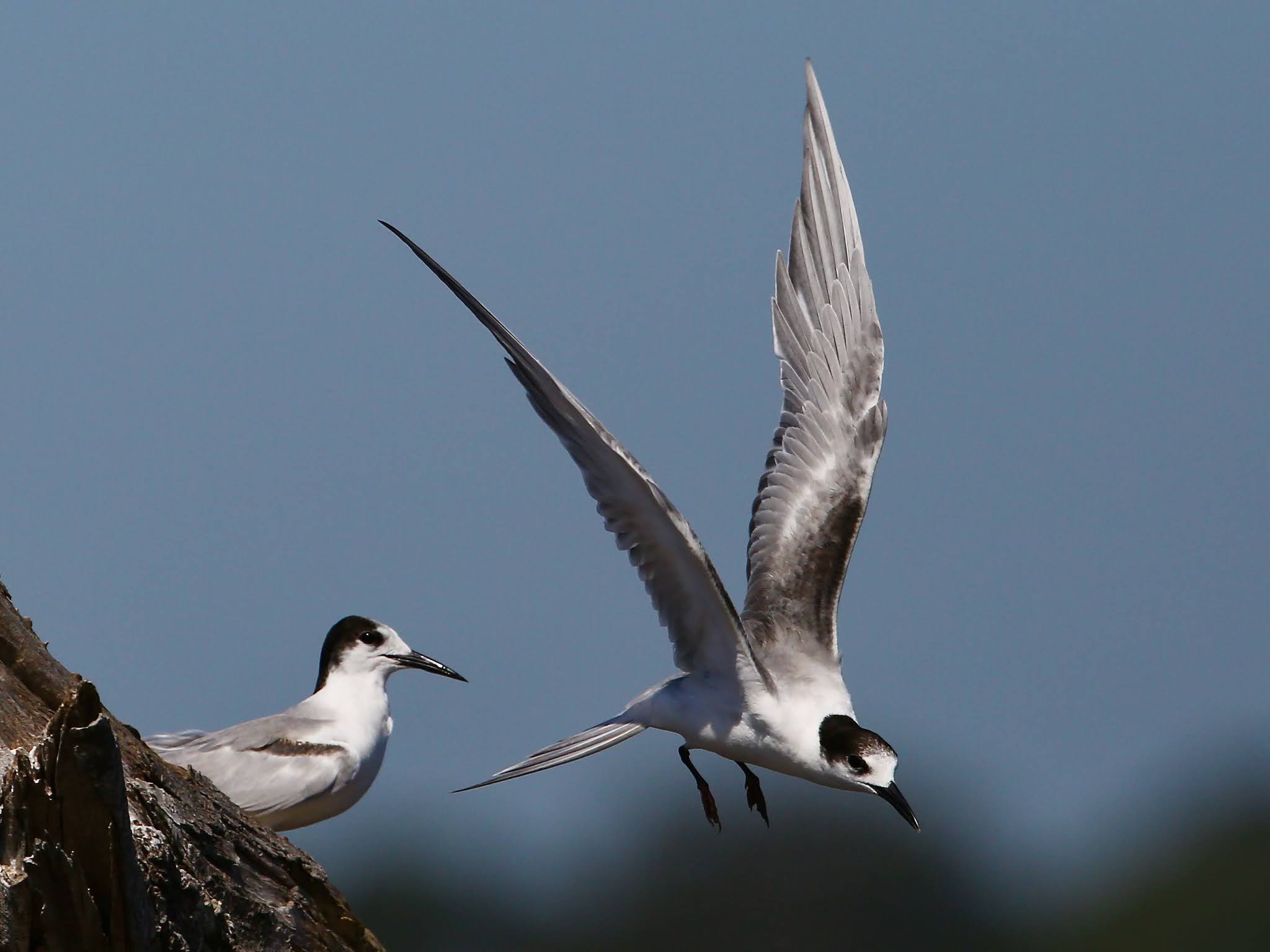 Avithera: Not so common Common Terns