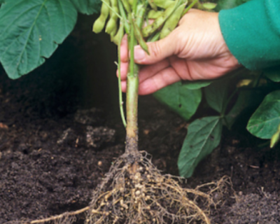 BELAJAR IPA ASIK: Jamur Mikoriza