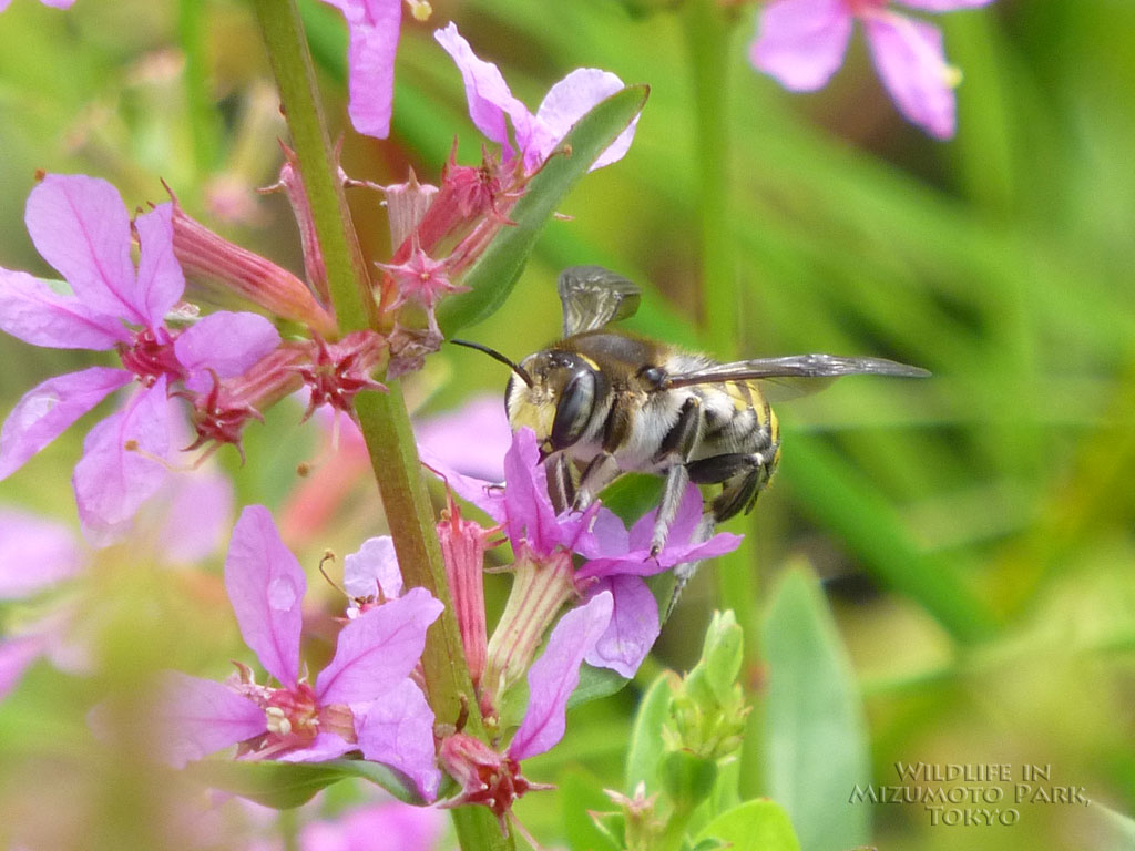 トモンハナバチ Tomon-hanabachi Wool Carder Bee-水元公園の生き物