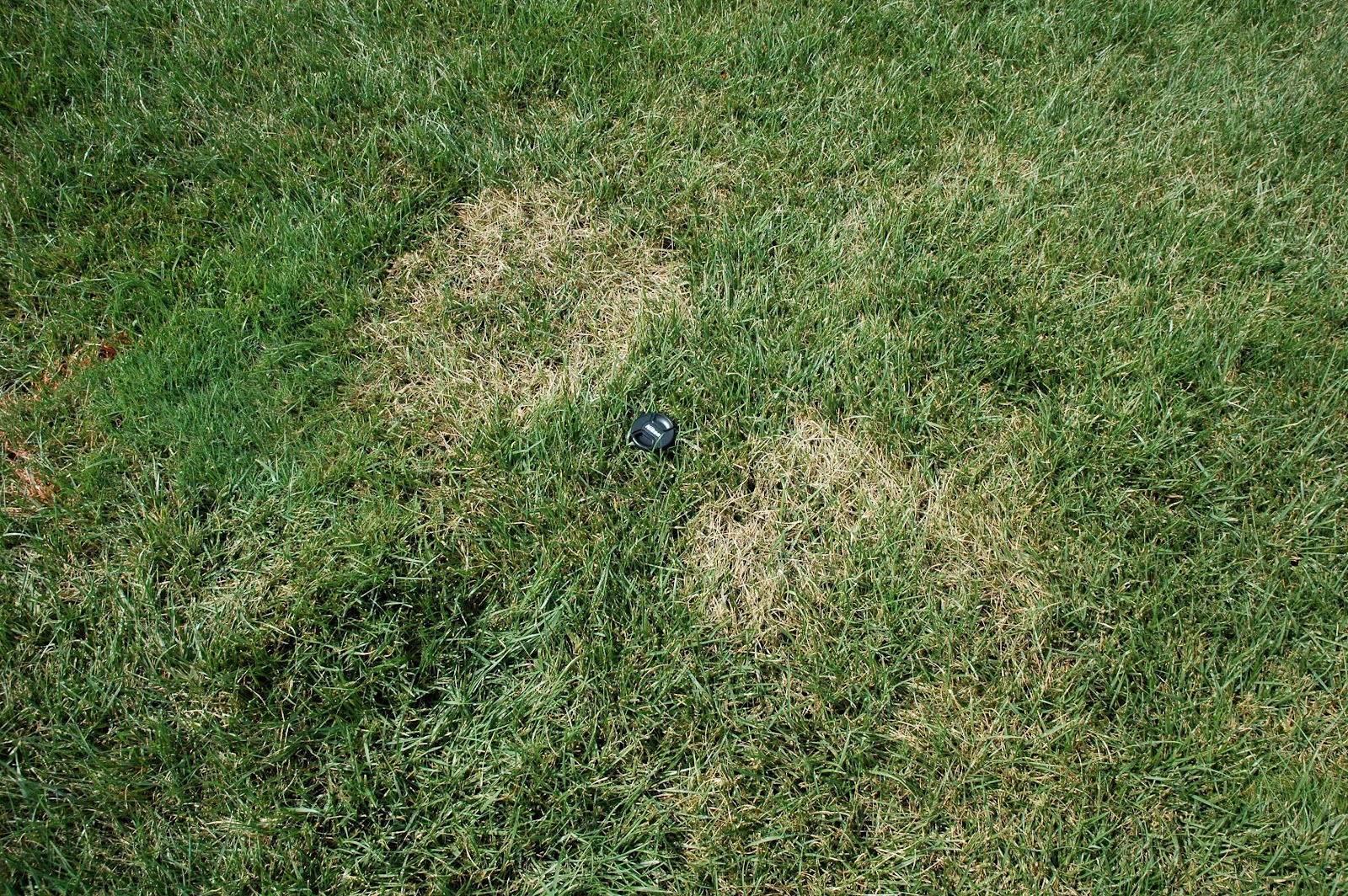 NCSU PDIC: Summer Solstice Welcomes Brown Patch