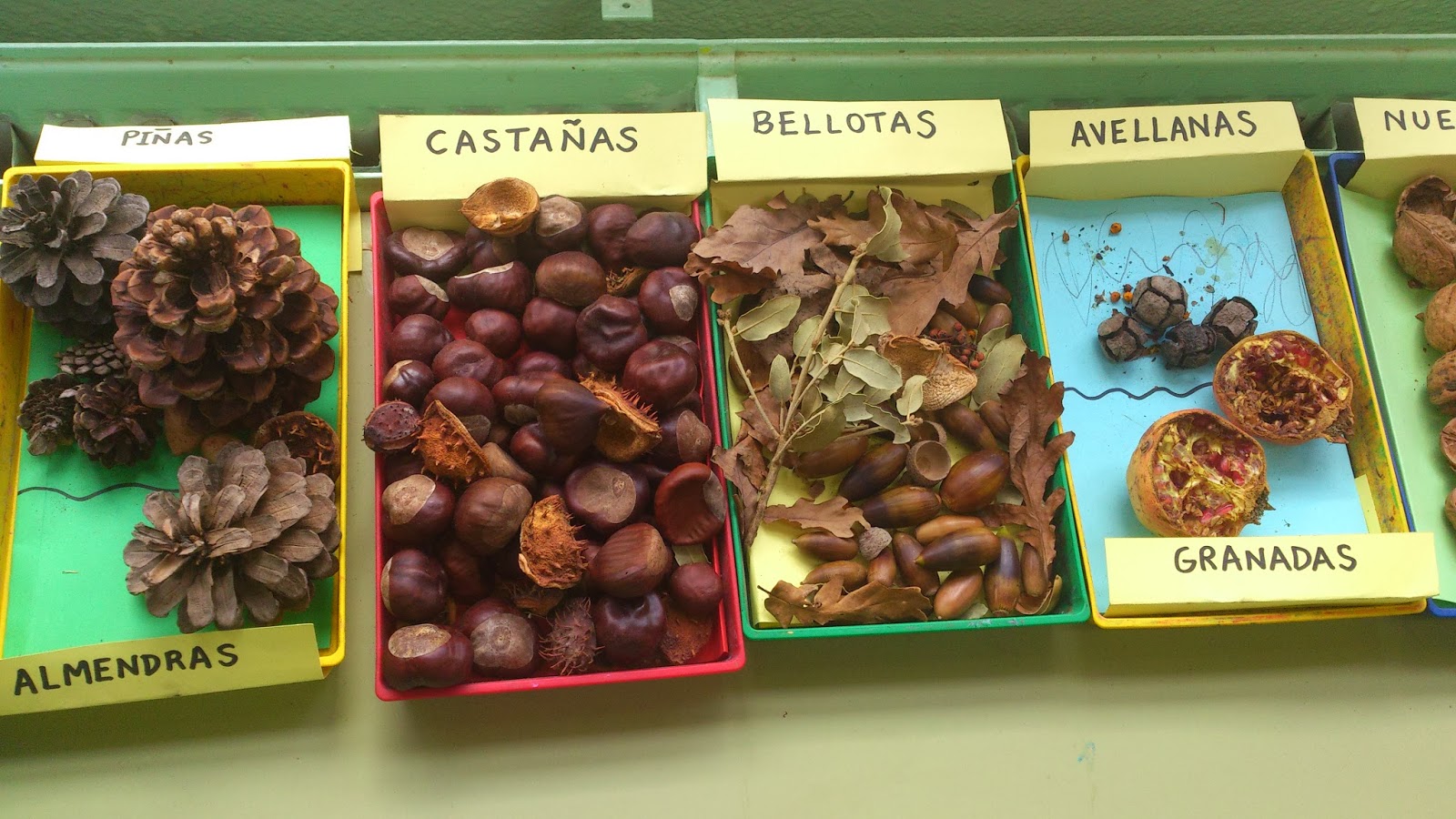 Frutos Carnosos