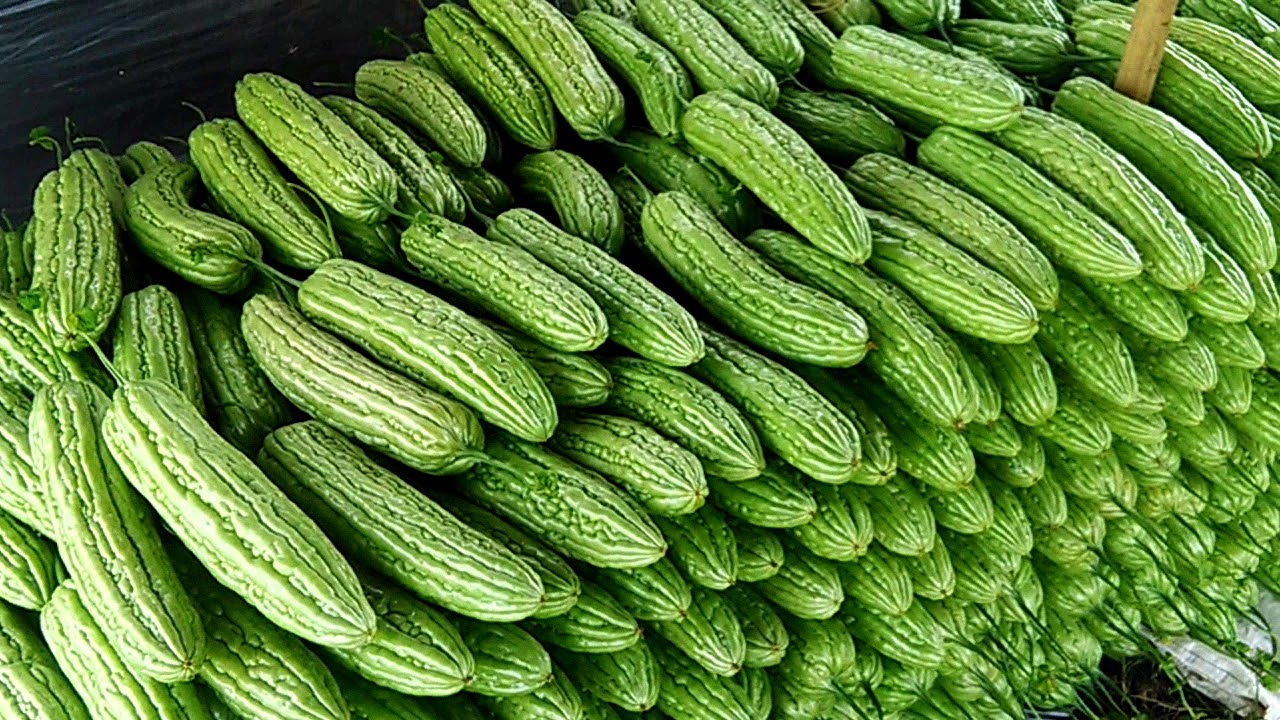 6 Langkah Mudah Menanam Pare Di Rumah Agar Cepat Tumbuh Dengan Hasil ...