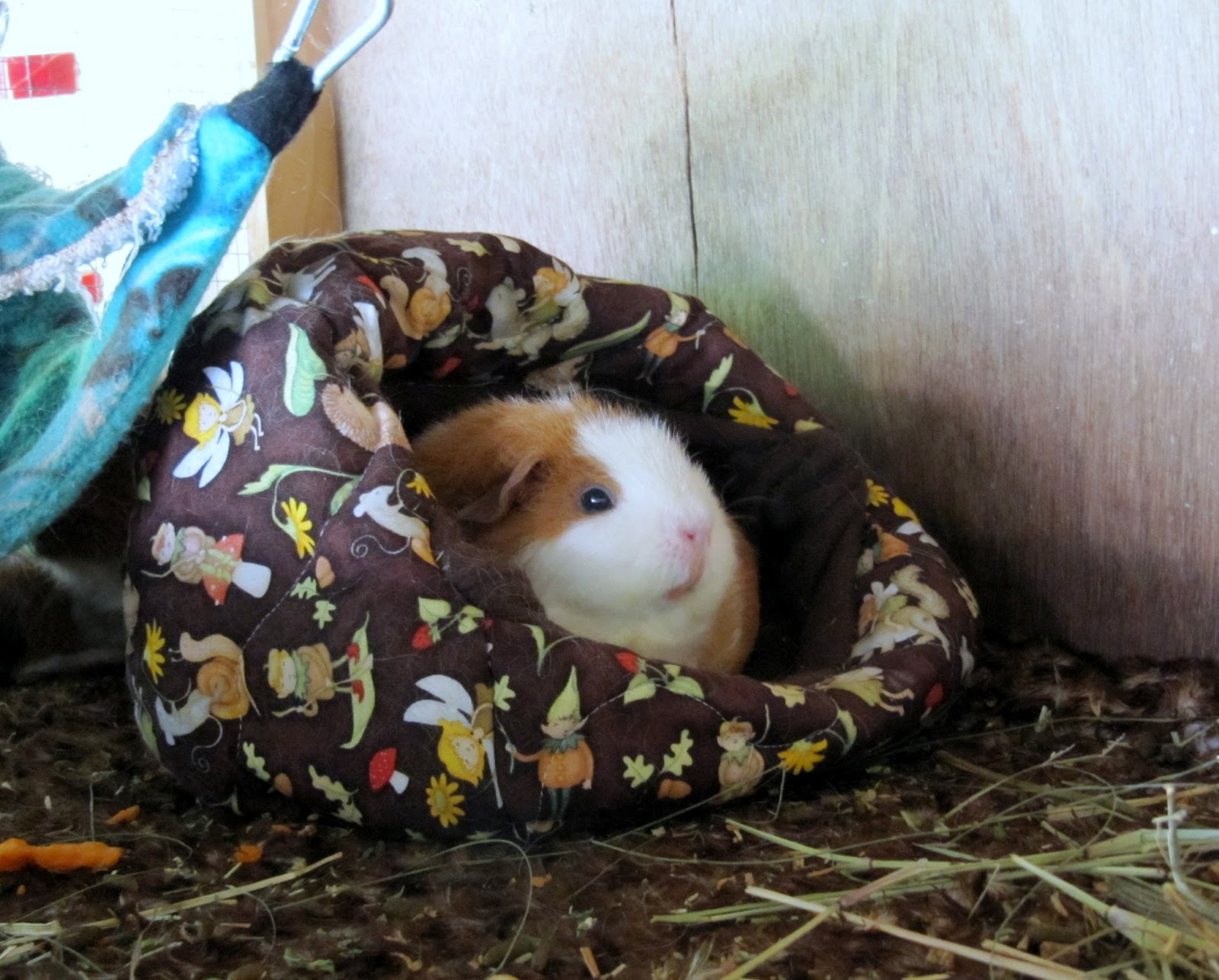All Things Guinea Pig: Fatty Boomba Pig