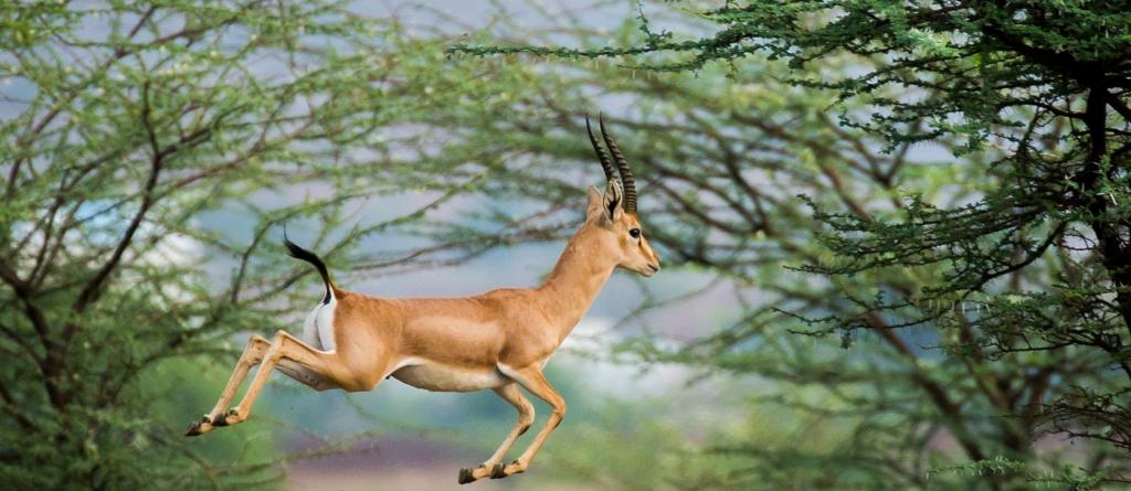 நவ்வி மரை (= Chinkara antelope)