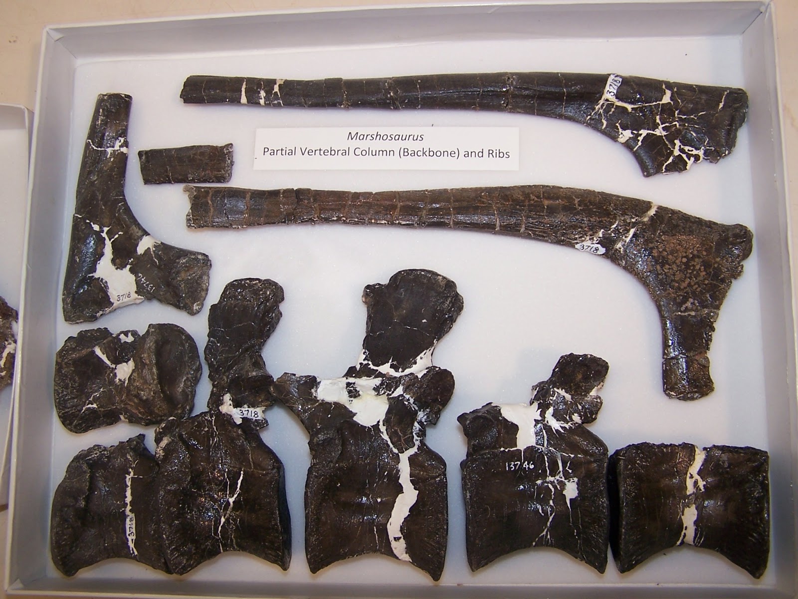 The Natural World: Meet Marshosaurus, Morrison's Mysterious Meat Muncher!