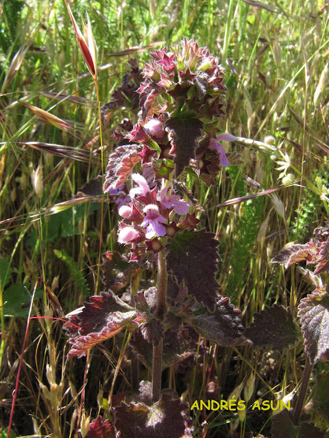 Flores silvestres de la Cordillera Cantábrica: LABIADAS - Labiatae