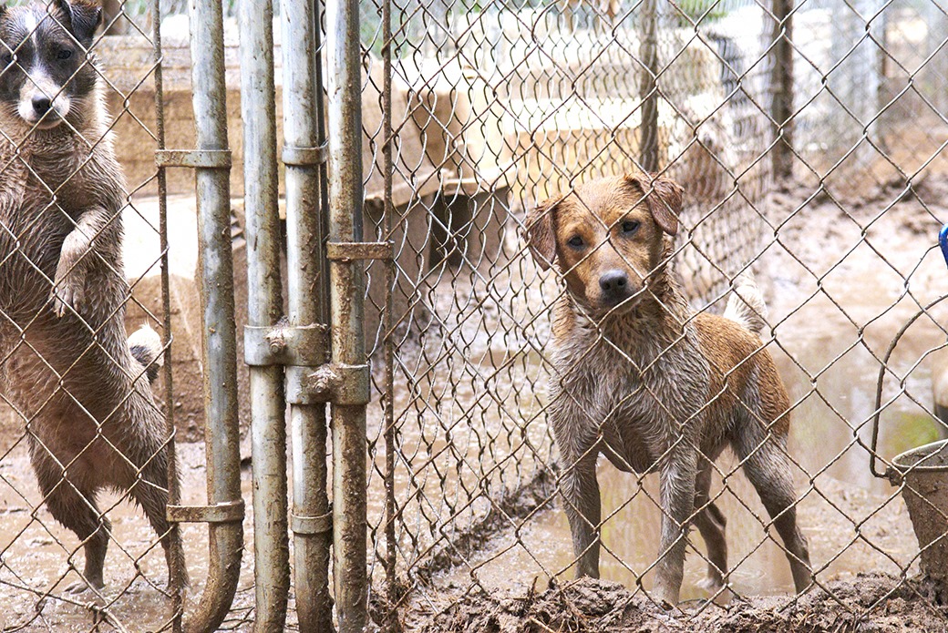 The Truth About Puppy Mills