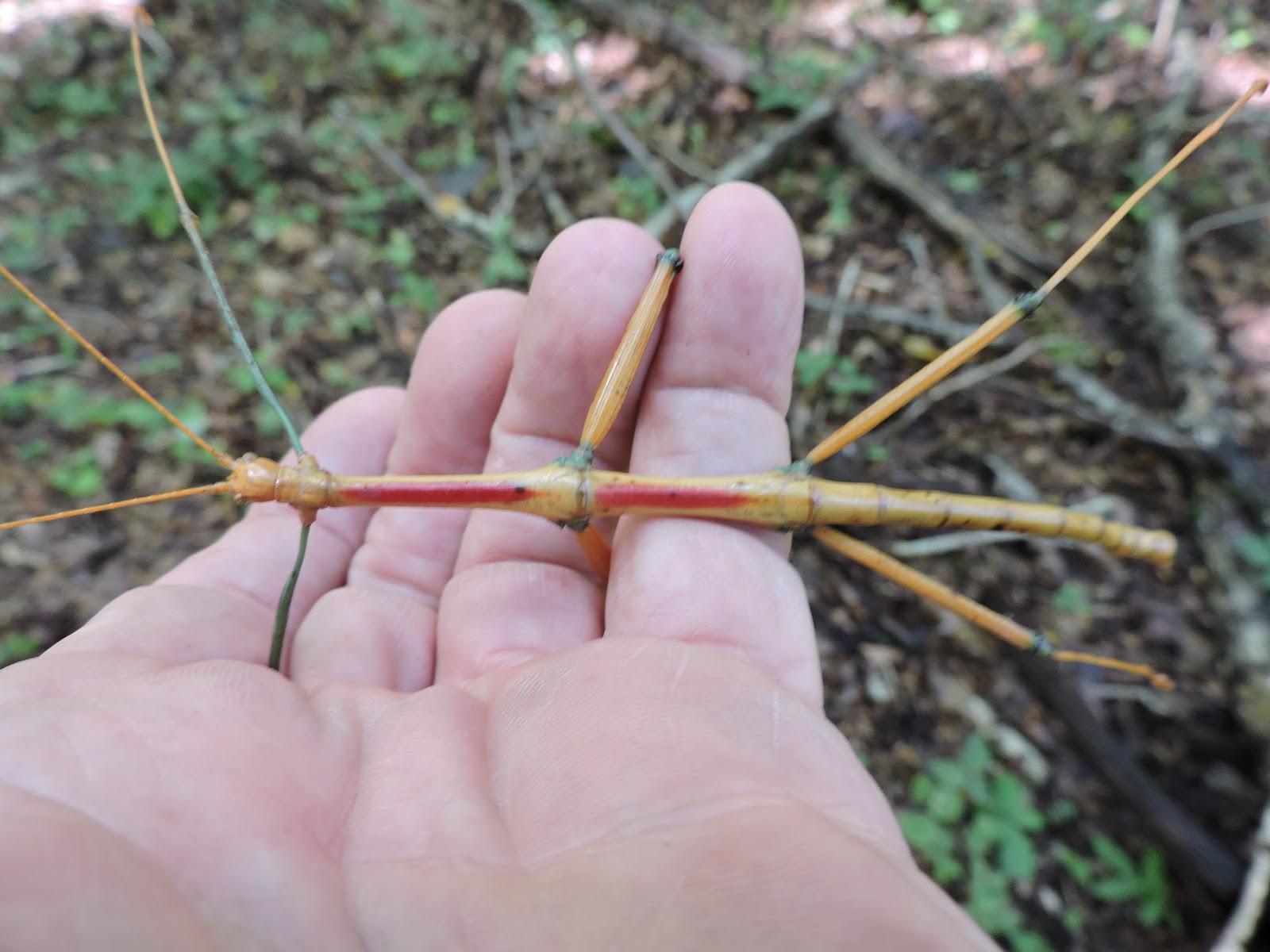 Springfield Plateau: Incredible Walking Sticks