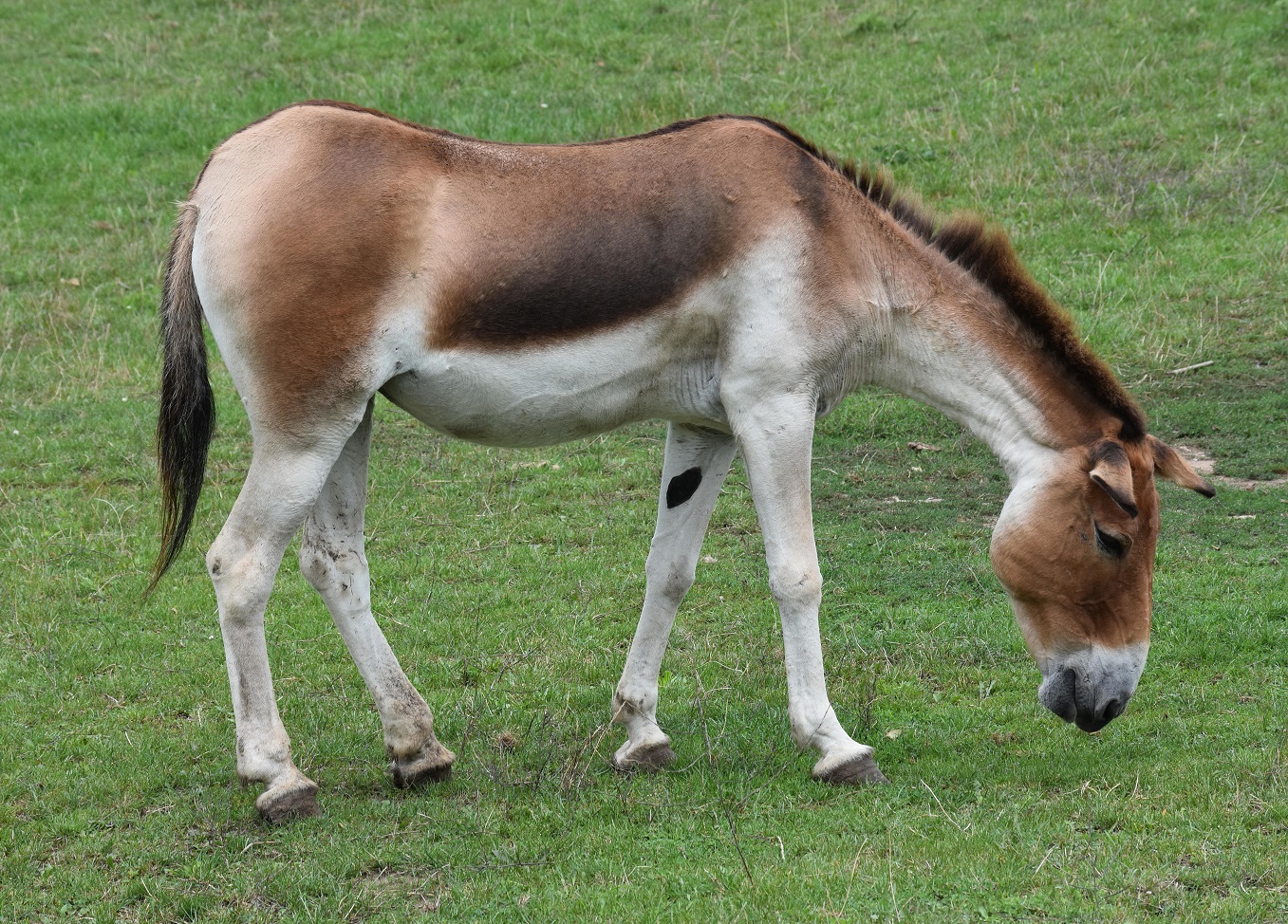 ZOOTOGRAFIANDO (6.100 ANIMALS): KIANG / KIANG (Equus kiang)