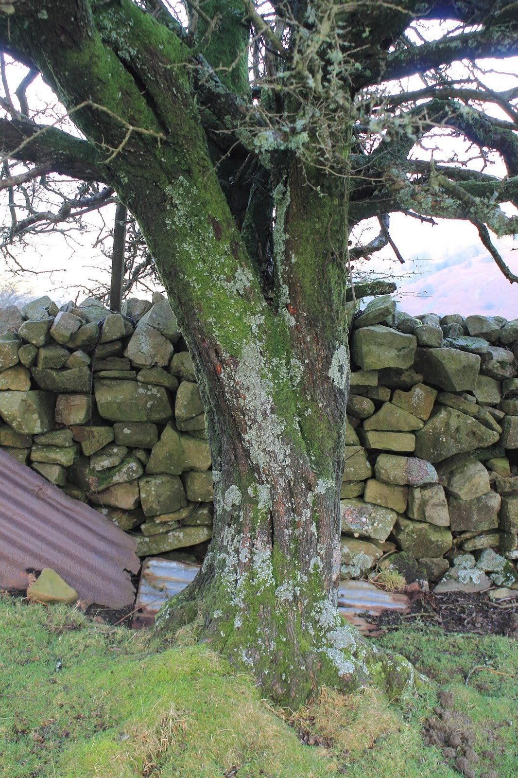 Valley Naturalist: Heritage hawthorns