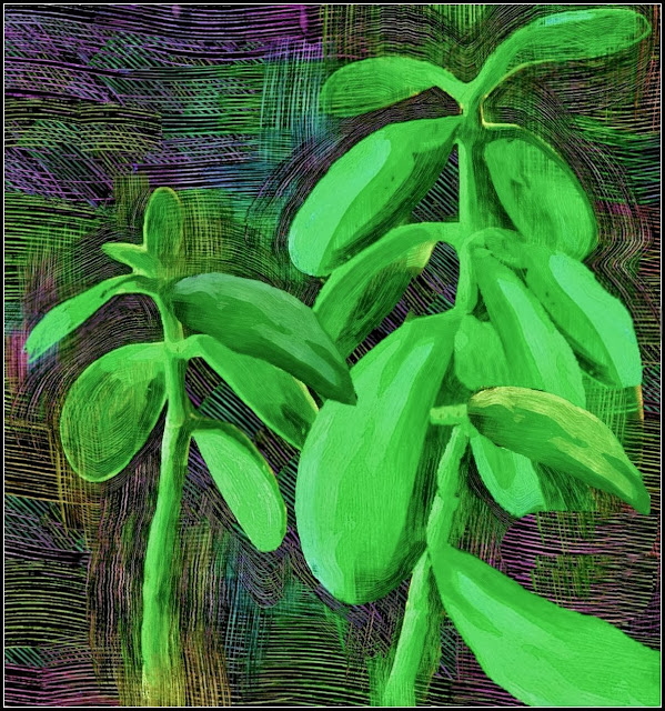 All This Is That: Drawing Flowers & Plants #26 - Jade