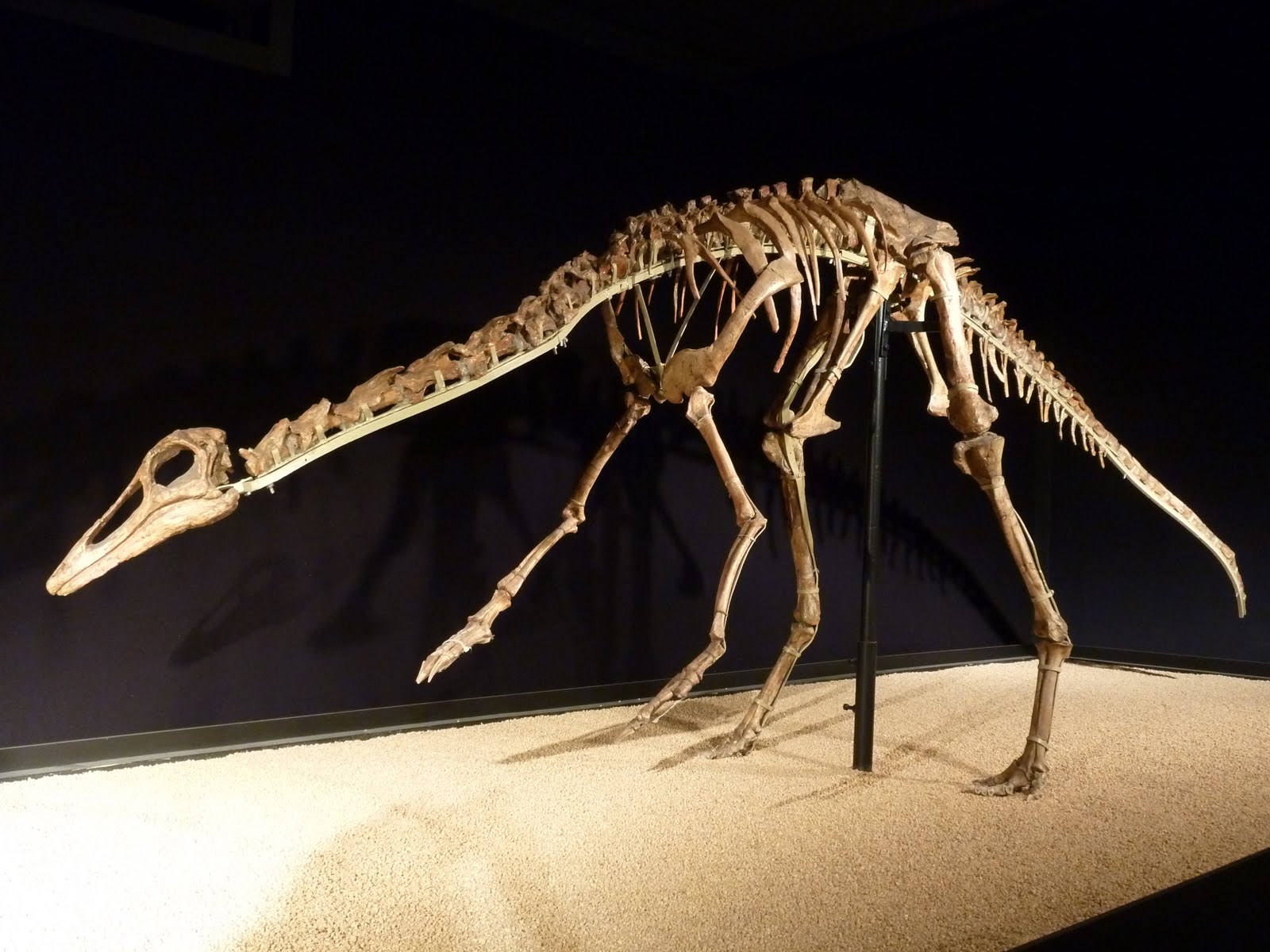 Amics del Museu Geològic del Seminari de Barcelona: Amics del Museu ...