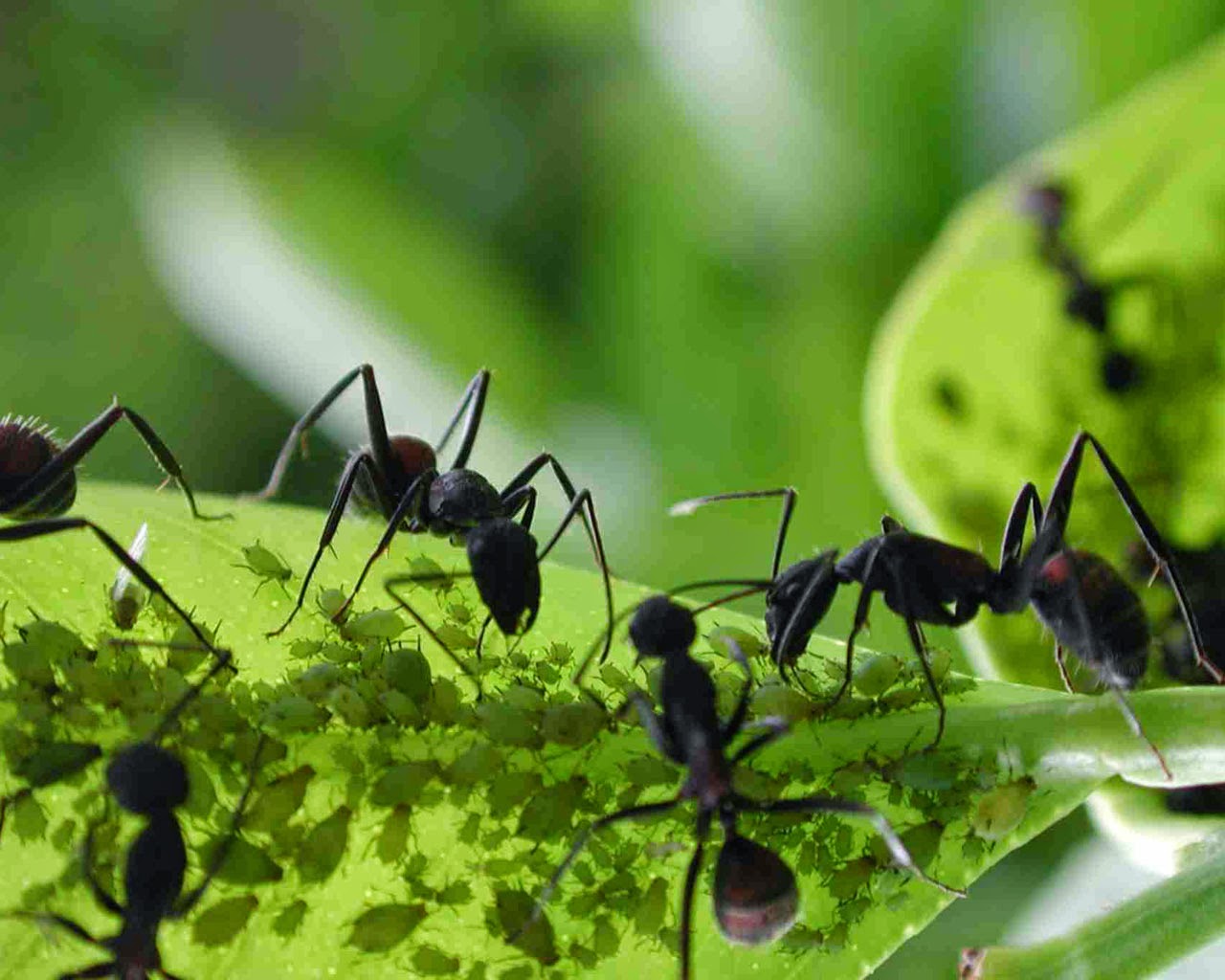 Los Ecosistemas: Conceptos