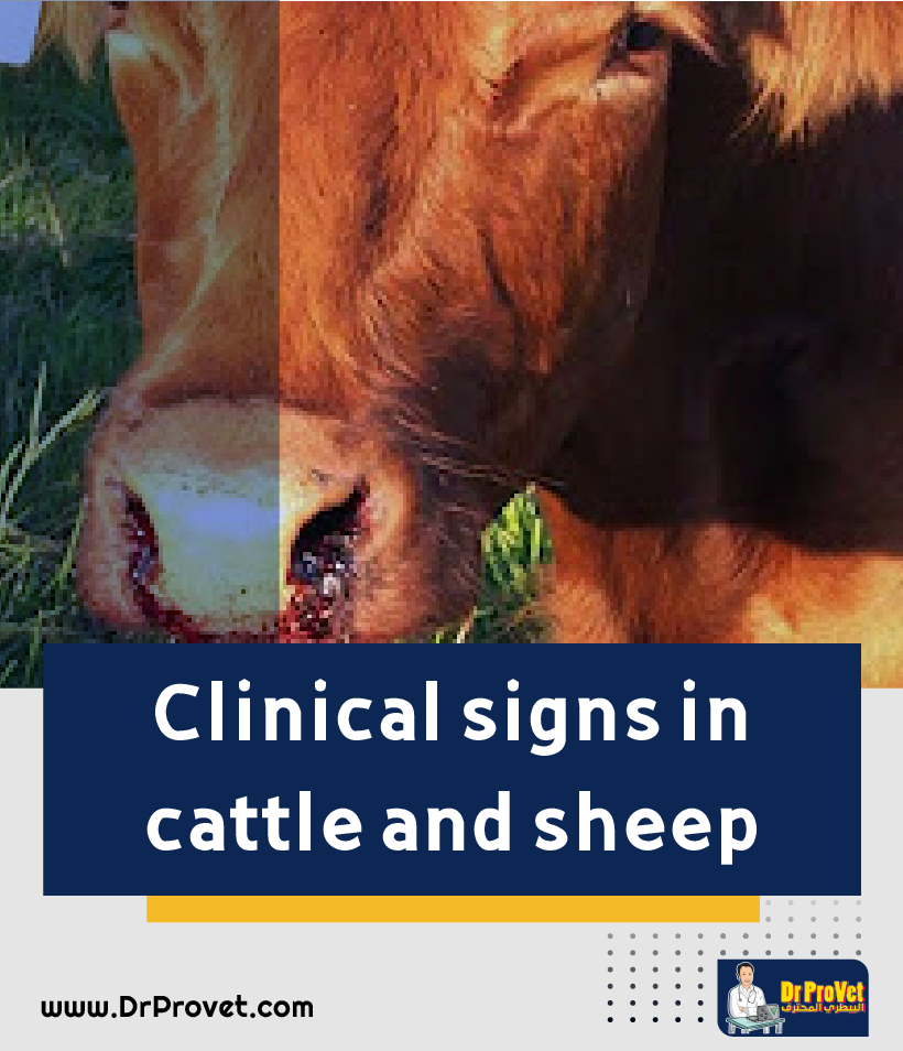 Anthrax Disease In Animals