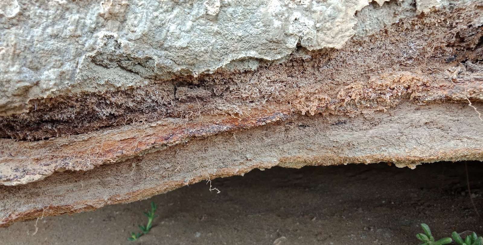 Aotearoarocks - Geology - Archaeology - History - Ecology: Guest post ...