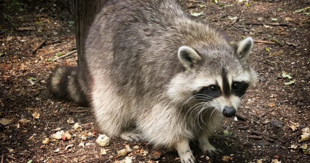 Eye Candy: Racoon