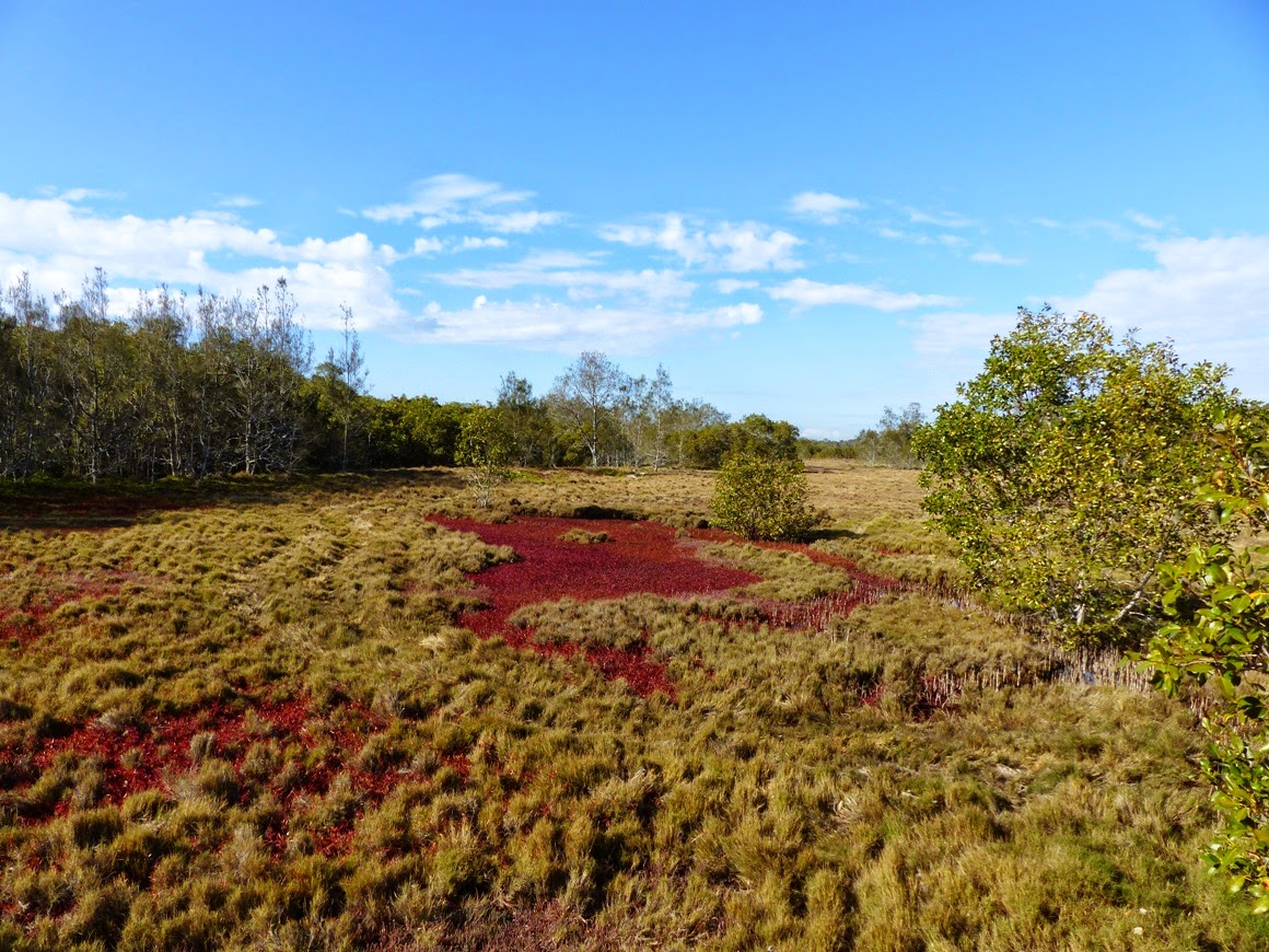 National Park Odyssey: Boondall Wetlands, Brisbane QLD