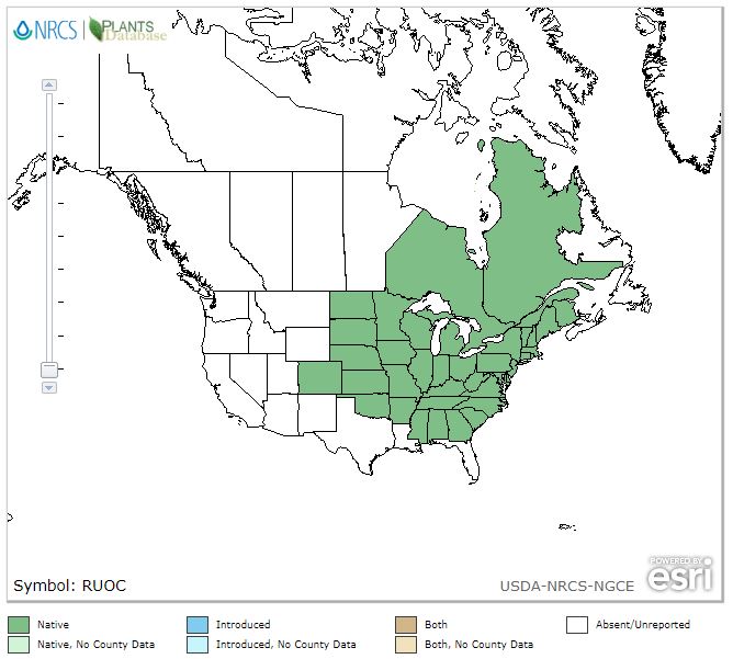 The Woodsman's Journal Online: Three Saw-toothed Leaves, Thorns...Not ...