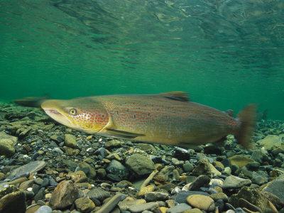 Atlantic Salmon | The Life of Animals