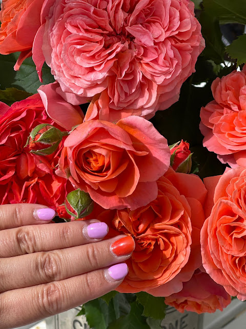 ROSE GARDEN Malevik: fler FRANSKA rosor ~ more FRENCH roses