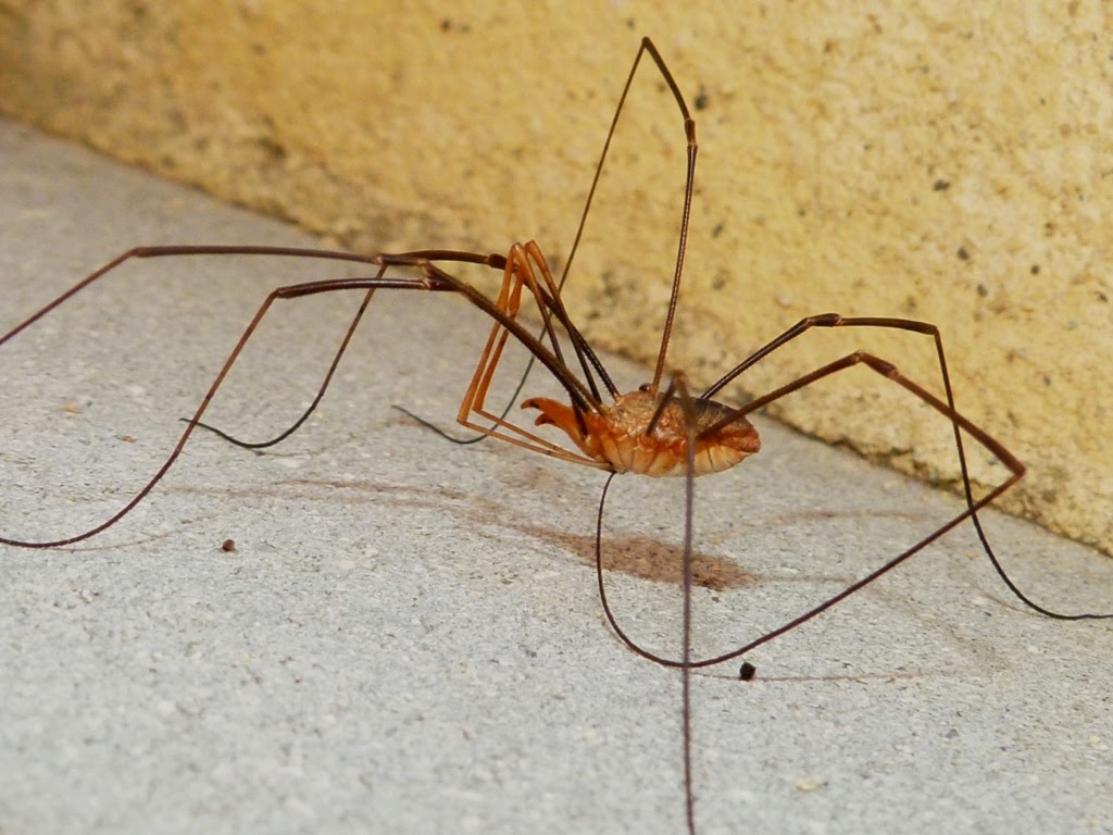 Faune Flore d'Ul: Araignées du jardin et autres
