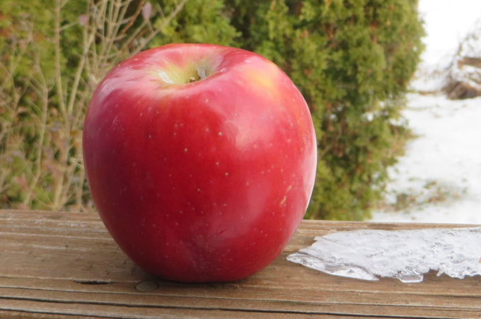 Rosalee * - Adam's Apples